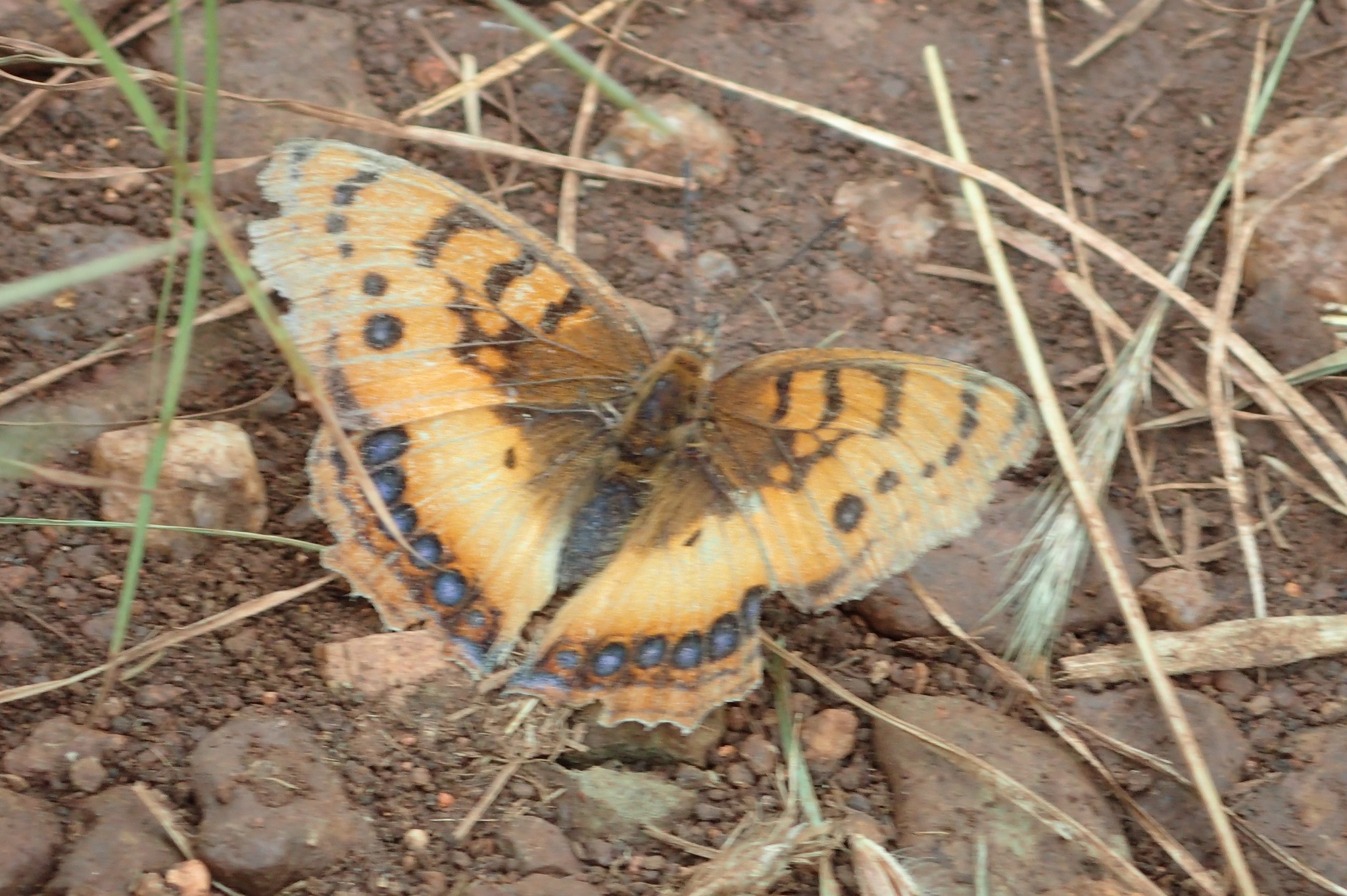 Catacroptera Karsch, 1894