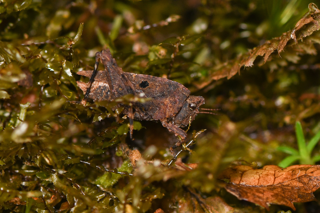 Metrodora from Puntarenas Province, Monteverde, Costa Rica on December ...
