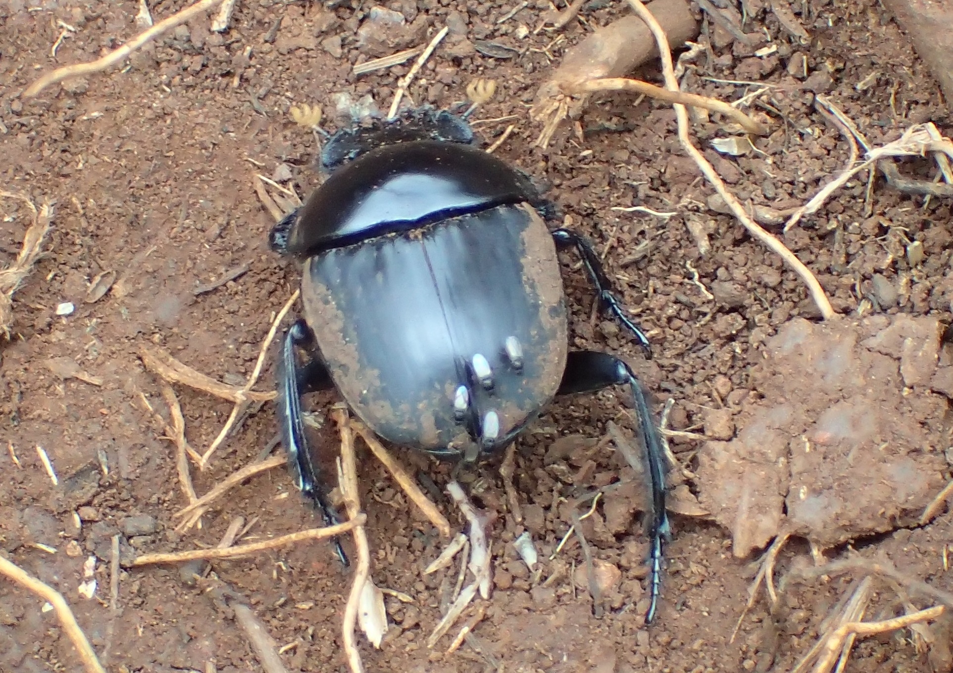 Scarabaeus rusticus (Boheman, 1857)