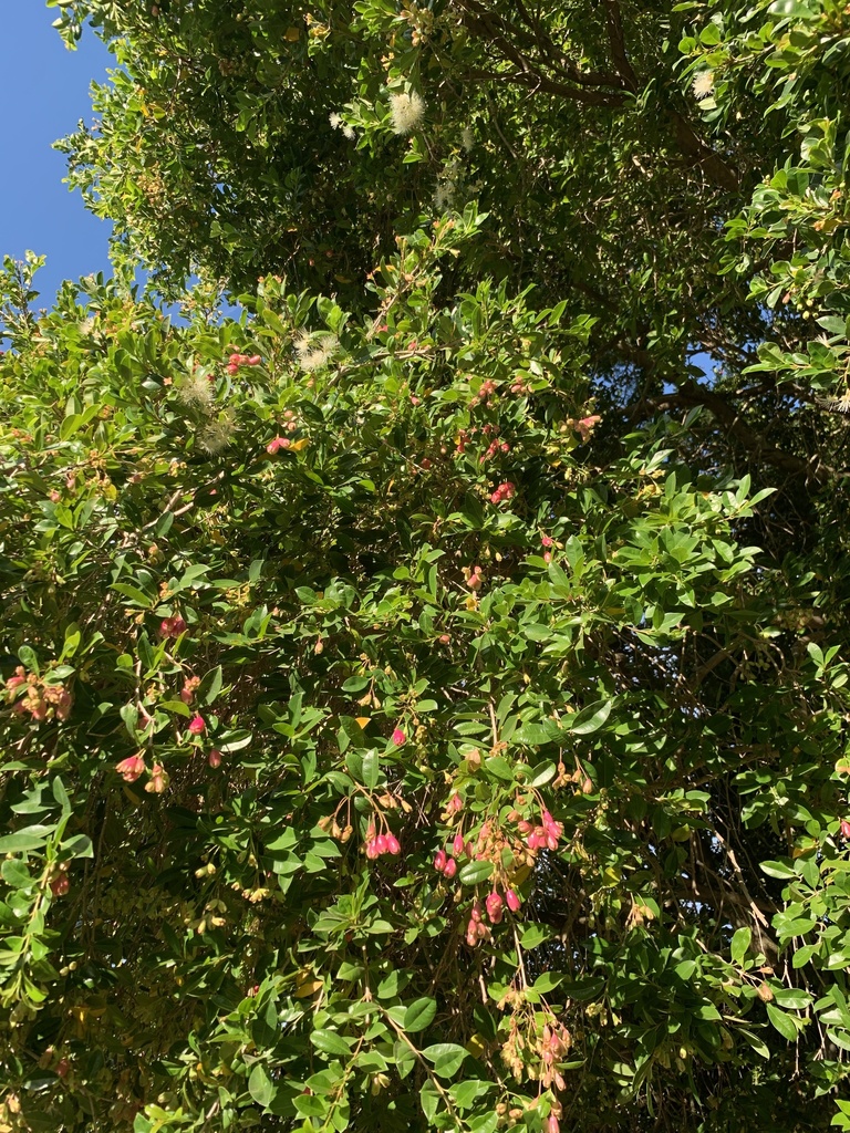 scrub cherry from Sering, Stellenbosch, WC, ZA on January 30, 2022 at ...