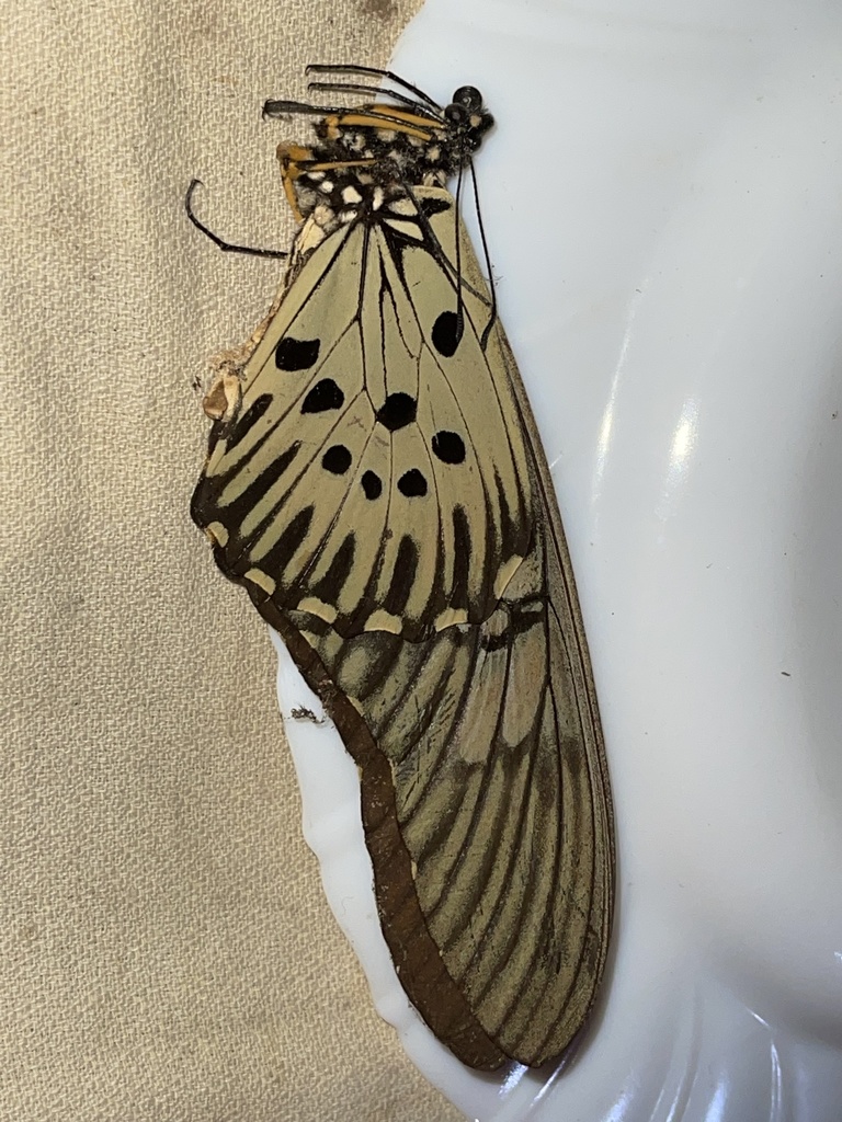 Giant African Swallowtail from Centre, CM on January 29, 2022 at 11:14 ...
