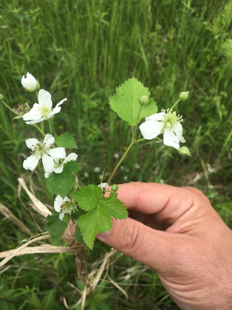Common Dewberry from Calumet City, IL, USA on May 28, 2019 at 11:20 AM ...