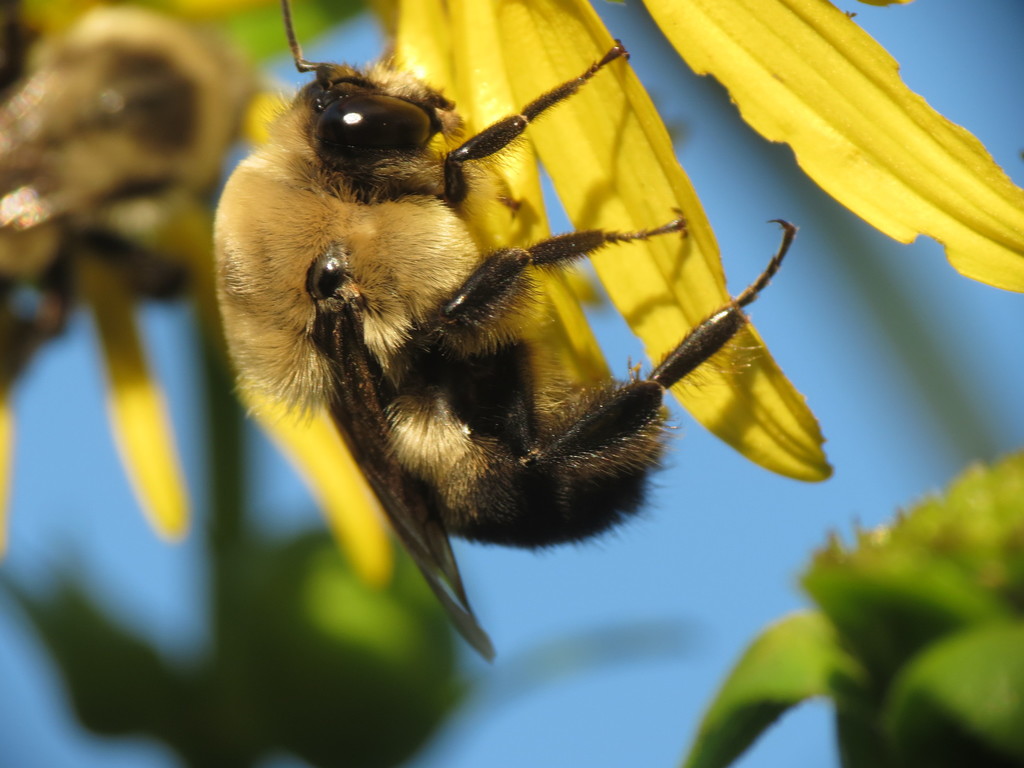 Brown-belted Bumble Bee from Rockford, IL, USA on August 15, 2021 at 05 ...