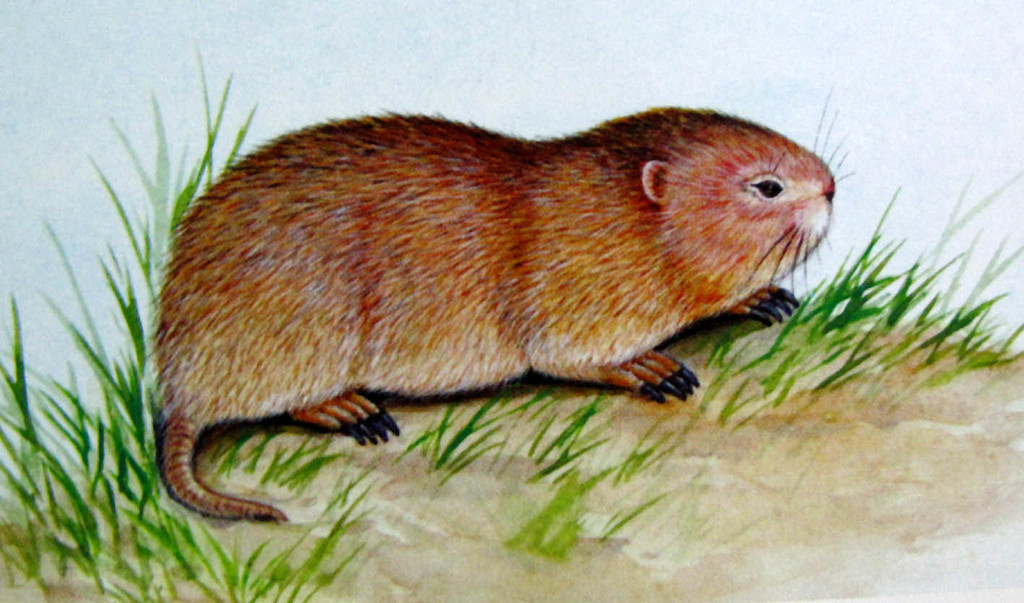 Indomalayan Bamboo Rat (Rhizomys sumatrensis) - Know Your Mammals