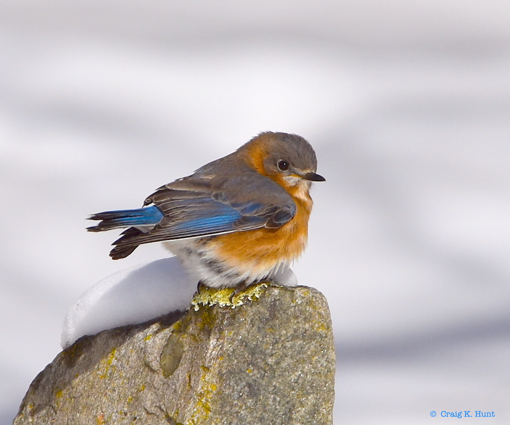 Eastern Bluebird (Perching Birds of Southern Ontario (Very Common ...