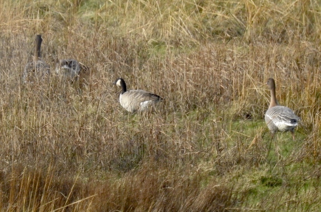 Richardson's Cackling Goose from Marine Dr, Southport, England, GB on ...