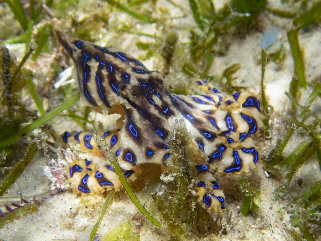 Blue-lined Octopus from Minnie Water, NSW 2462, Australia on January 30 ...