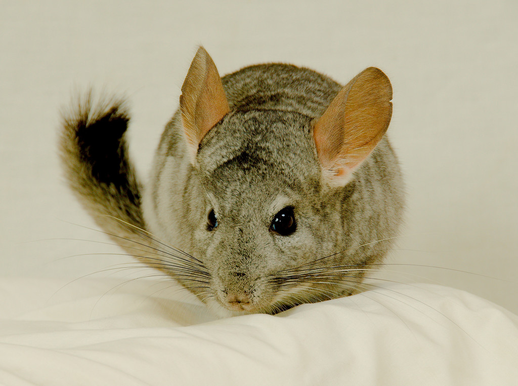 Long-tailed Chinchilla (Chinchilla lanigera) - Know Your Mammals