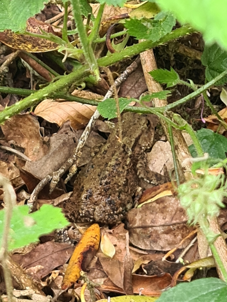 European Toad from Alton, Stoke-on-Trent ST10 4BU, UK on June 14, 2021 ...