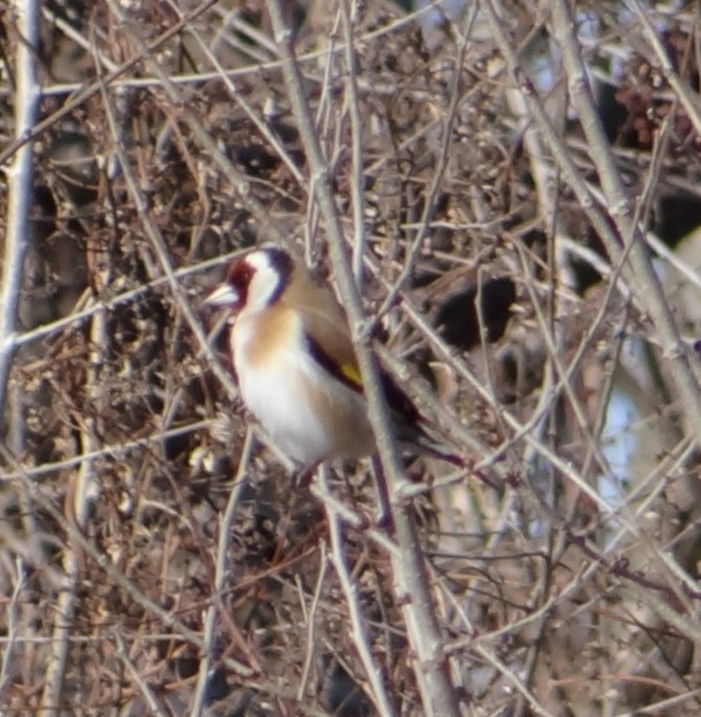 Eurasian Goldfinches and Citril Finches on January 30, 2022 at 12:12 PM ...