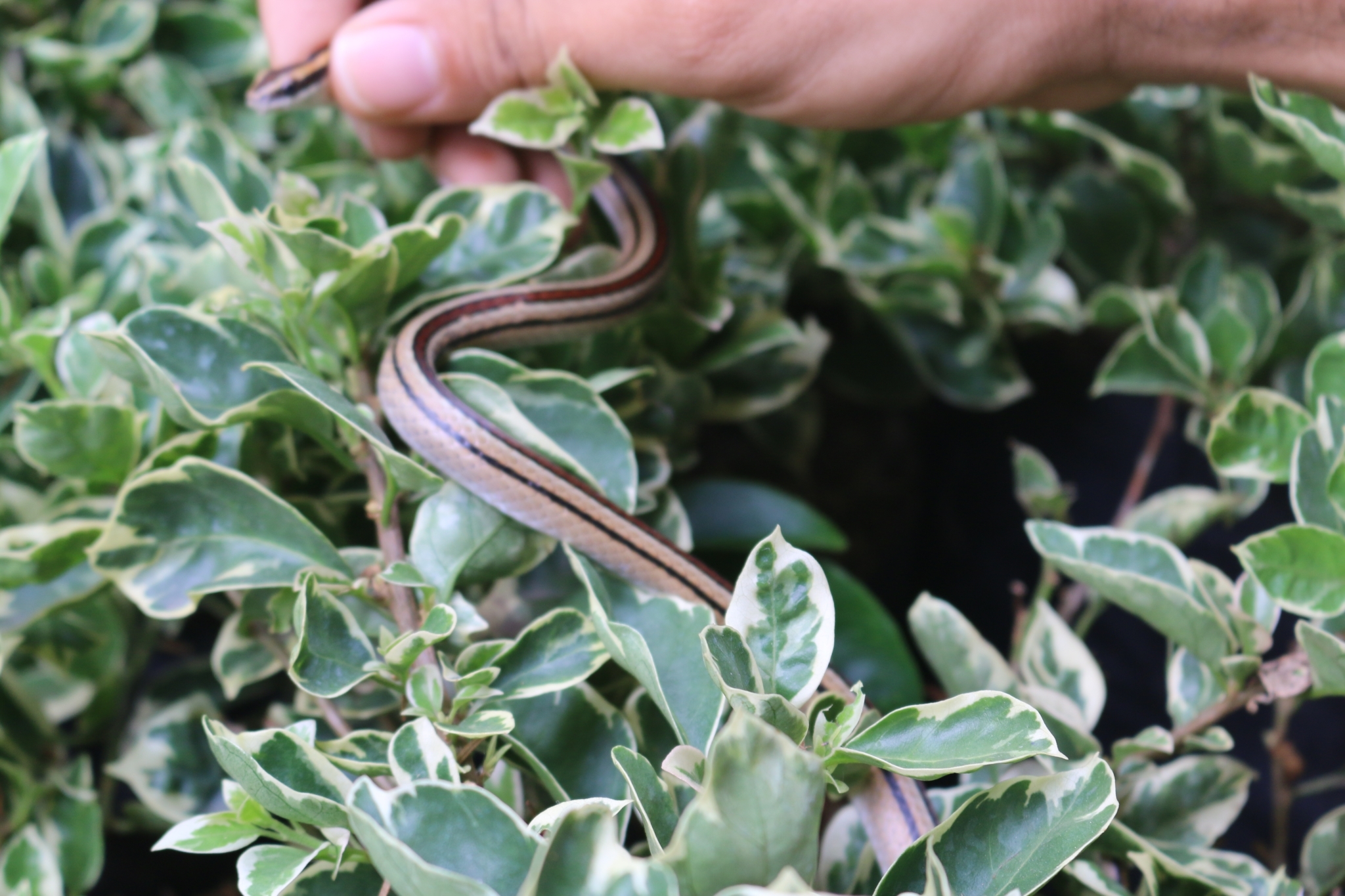 Lygophis lineatus (Linnaeus, 1758)