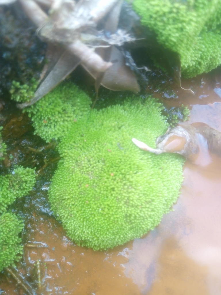 joint-toothed mosses from Regent University College of Science and ...