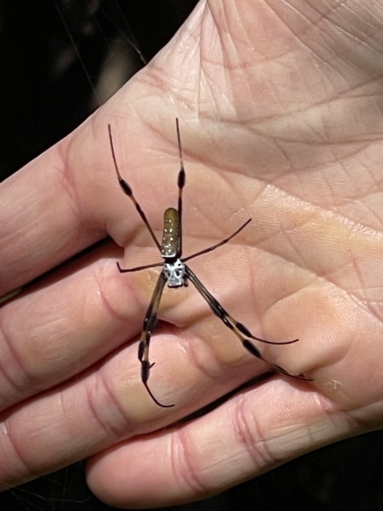 Golden Silk Spider from Fat Deer Key, Marathon, FL, US on January 30 ...
