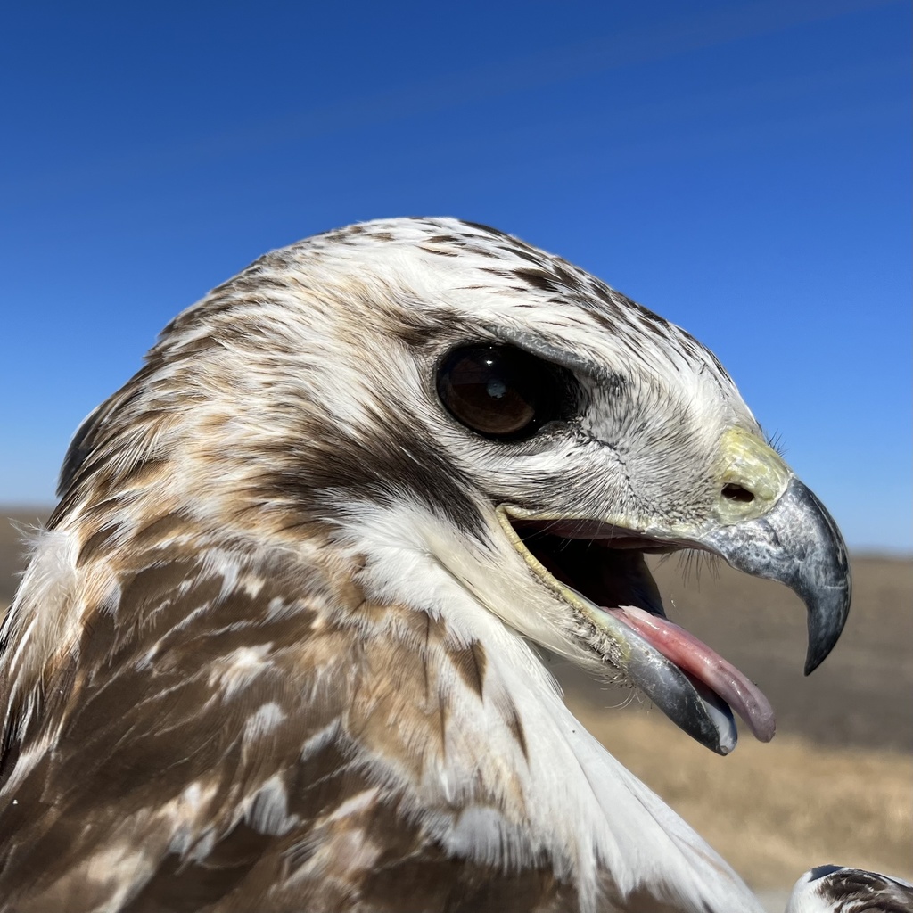 Red-tailed Hawk from County Road 2250, Riviera, TX, US on January 29 ...