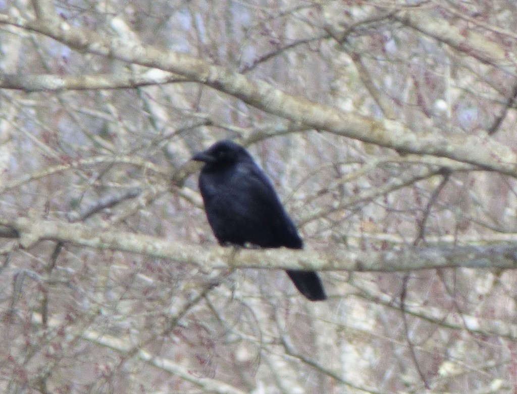 Common Raven from Raleigh County, WV, USA on January 30, 2022 at 12:17 ...