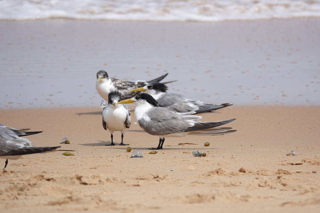 Great Crested Tern from Putty Beach, New South Wales 2257, Australia on ...