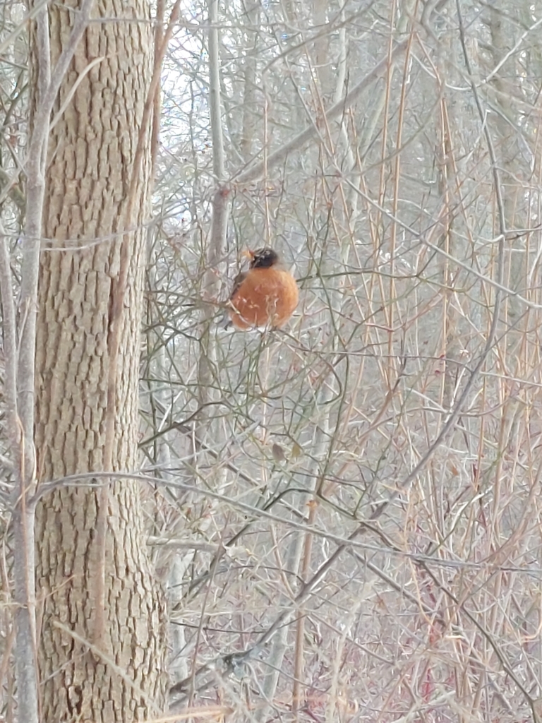 American Robin from Erie, PA 16506, USA on January 30, 2022 at 04:24 PM ...