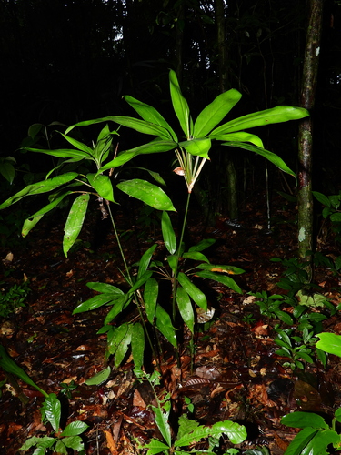 Ischnosiphon martianus · iNaturalist