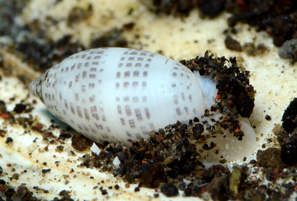 Pupa from Karangasem Regency, Bali, Indonesia on April 29, 2013 by ...