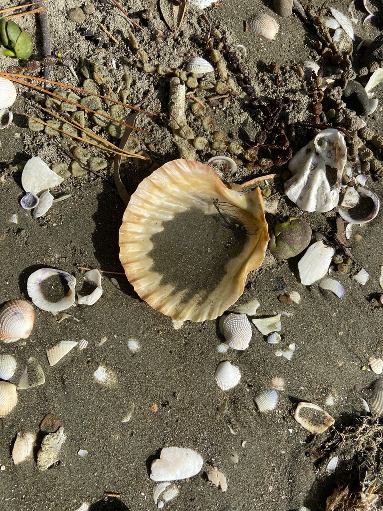 New Zealand Scallop from Karepiro Bay, Auckland, NZ on January 29, 2022 ...
