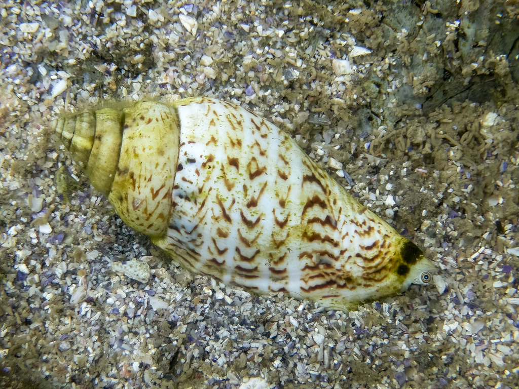 Gibbose Stromb from North West Solitary Island, Australia on January 28 ...
