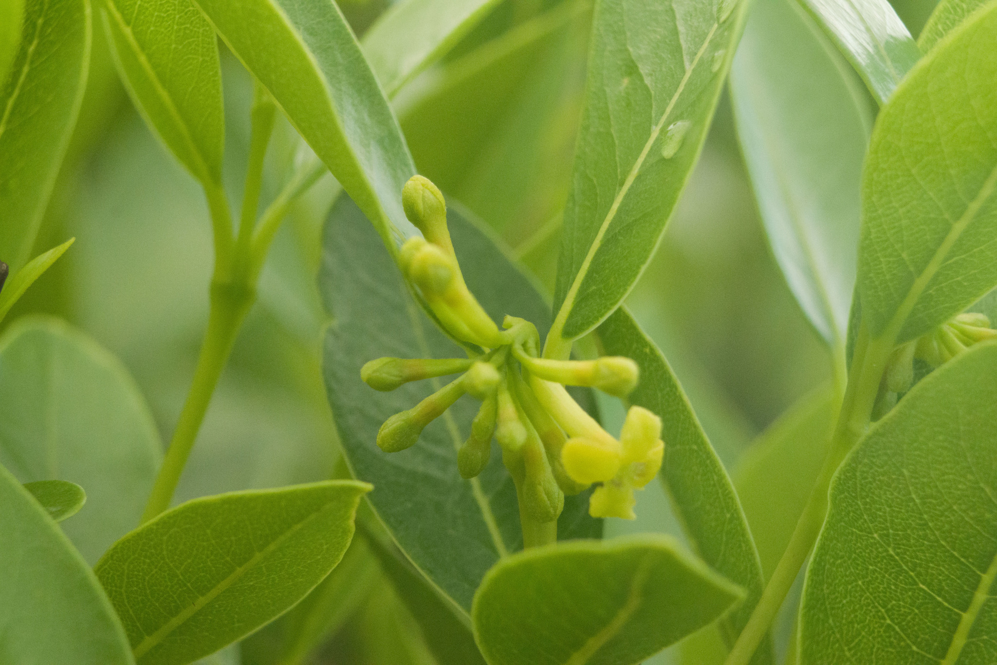 Wikstroemia oahuensis (A.Gray) Rock