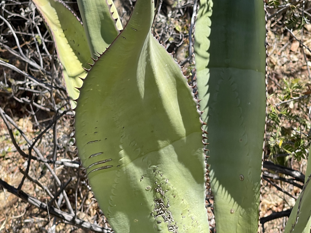 Agave aurea promontorii in January 2022 by Glenn Ehrenberg · iNaturalist
