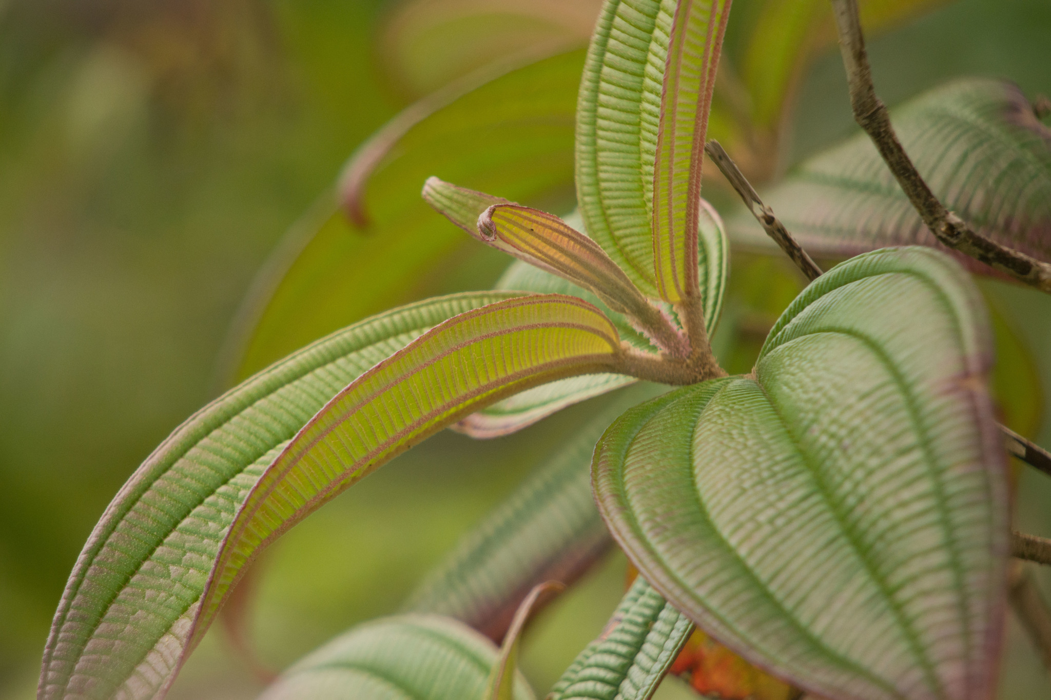 Oxyspora paniculata (D.Don) DC.