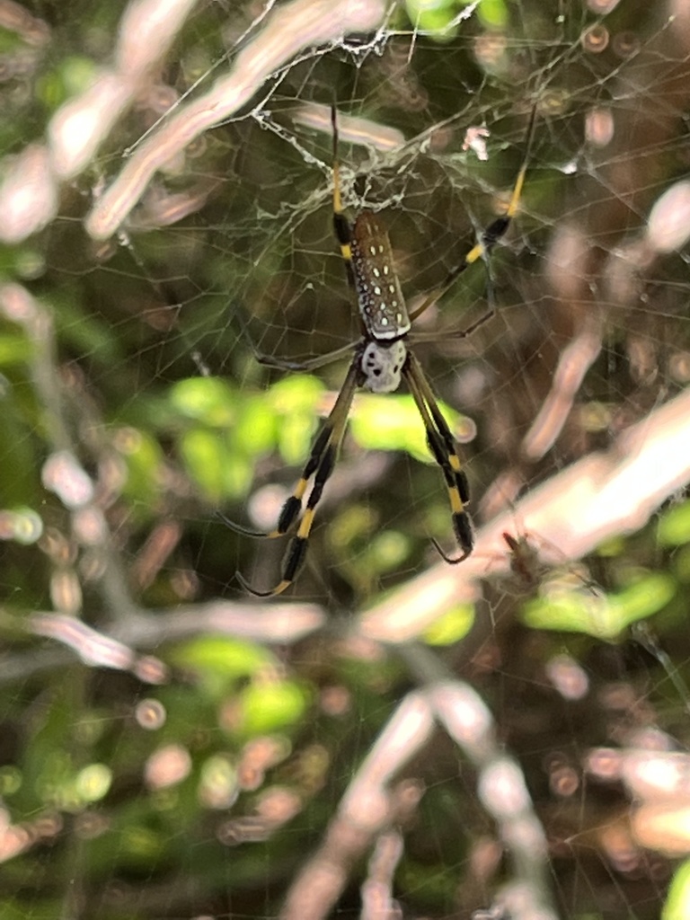 Golden Silk Spider from Vaca Key, Marathon, FL, US on January 30, 2022 ...