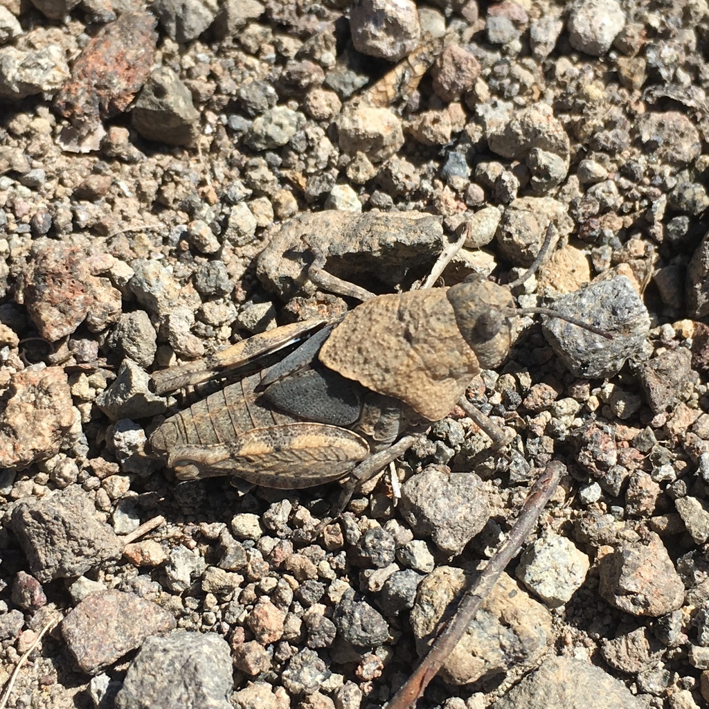 Short-horned Grasshoppers and Locusts from Stanislaus National Forest ...