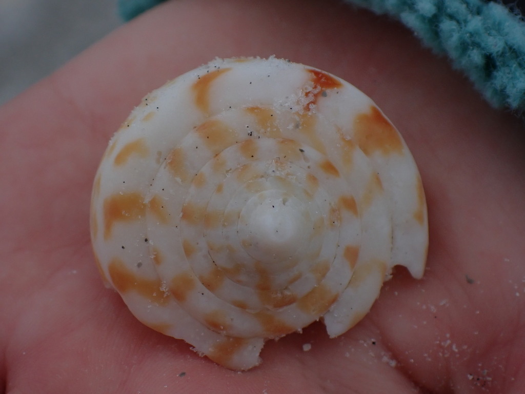 Alphabet Cone from Longboat Key, FL, USA on January 28, 2022 at 04:54 ...