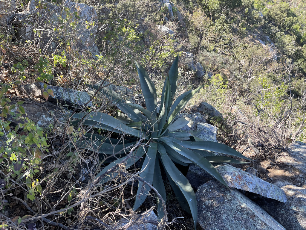 Baja California Sur Century Agave from Los Cabos, BCS, Mexico on ...