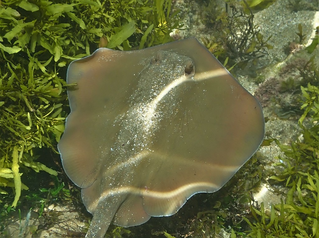 Common Stingaree from Toowoon Bay NSW, Australia. on January 30, 2022 ...