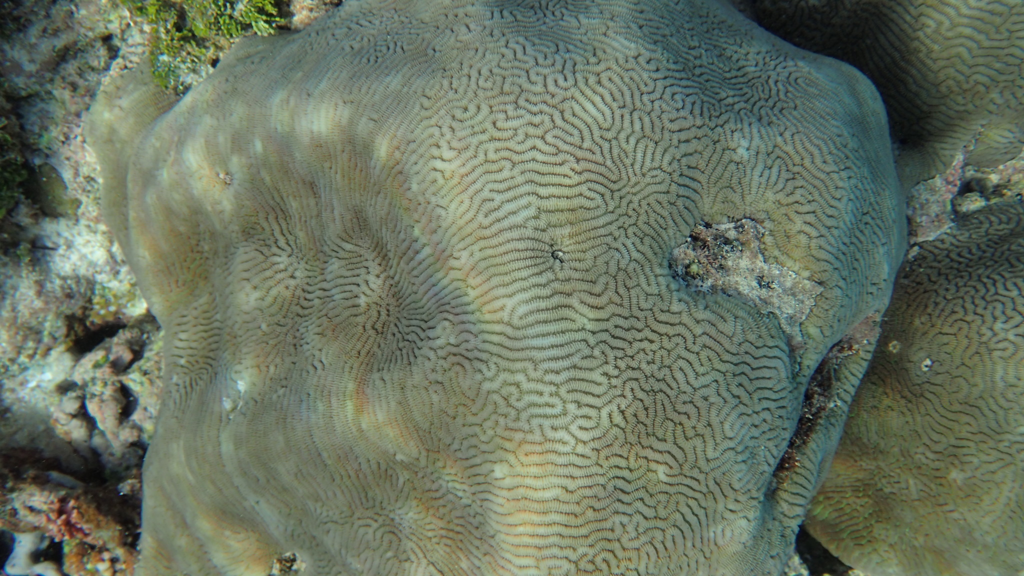 Leptoria phrygia (Ellis & Solander, 1786)