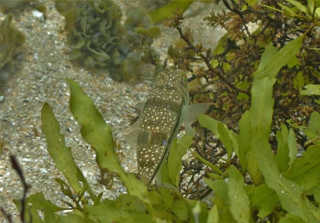 Weeping Toadfish from Toowoon Bay NSW, Australia. on January 30, 2022 ...