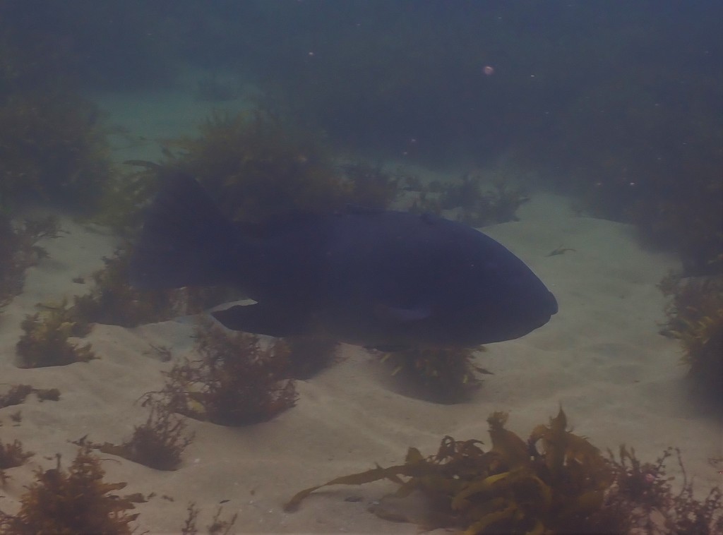 Eastern Blue Groper from Toowoon Bay NSW, Australia on January 30, 2022 ...