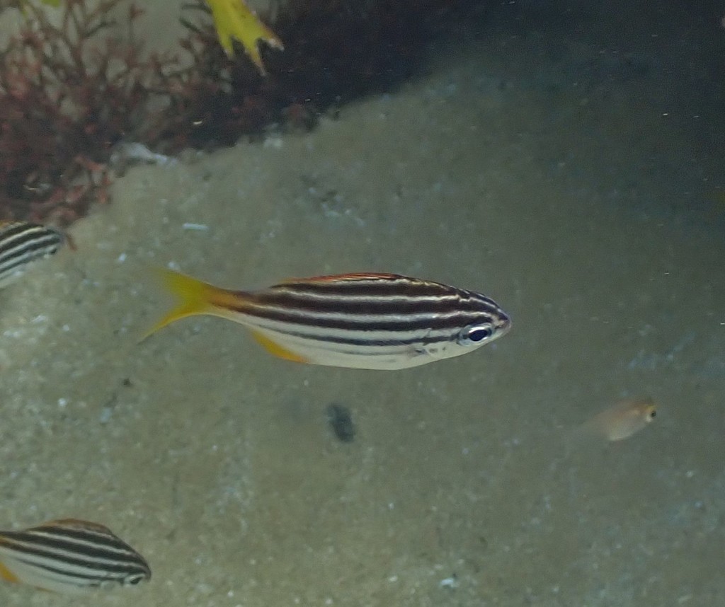 Australian Mado from Toowoon Bay NSW, Australia on January 30, 2022 at ...