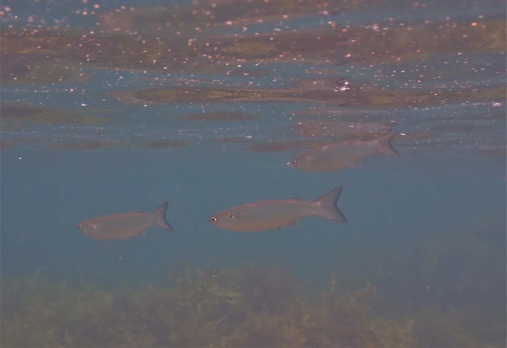 Sand Mullet from Toowoon Bay NSW, Australia on January 30, 2022 at 02: ...