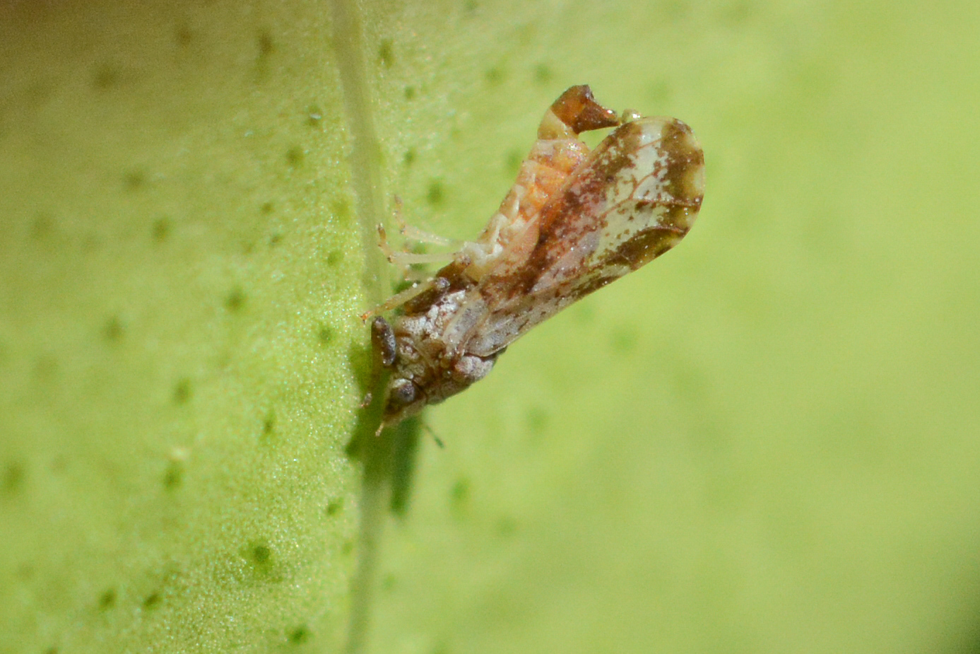 Diaphorina citri Kuwayama, 1908