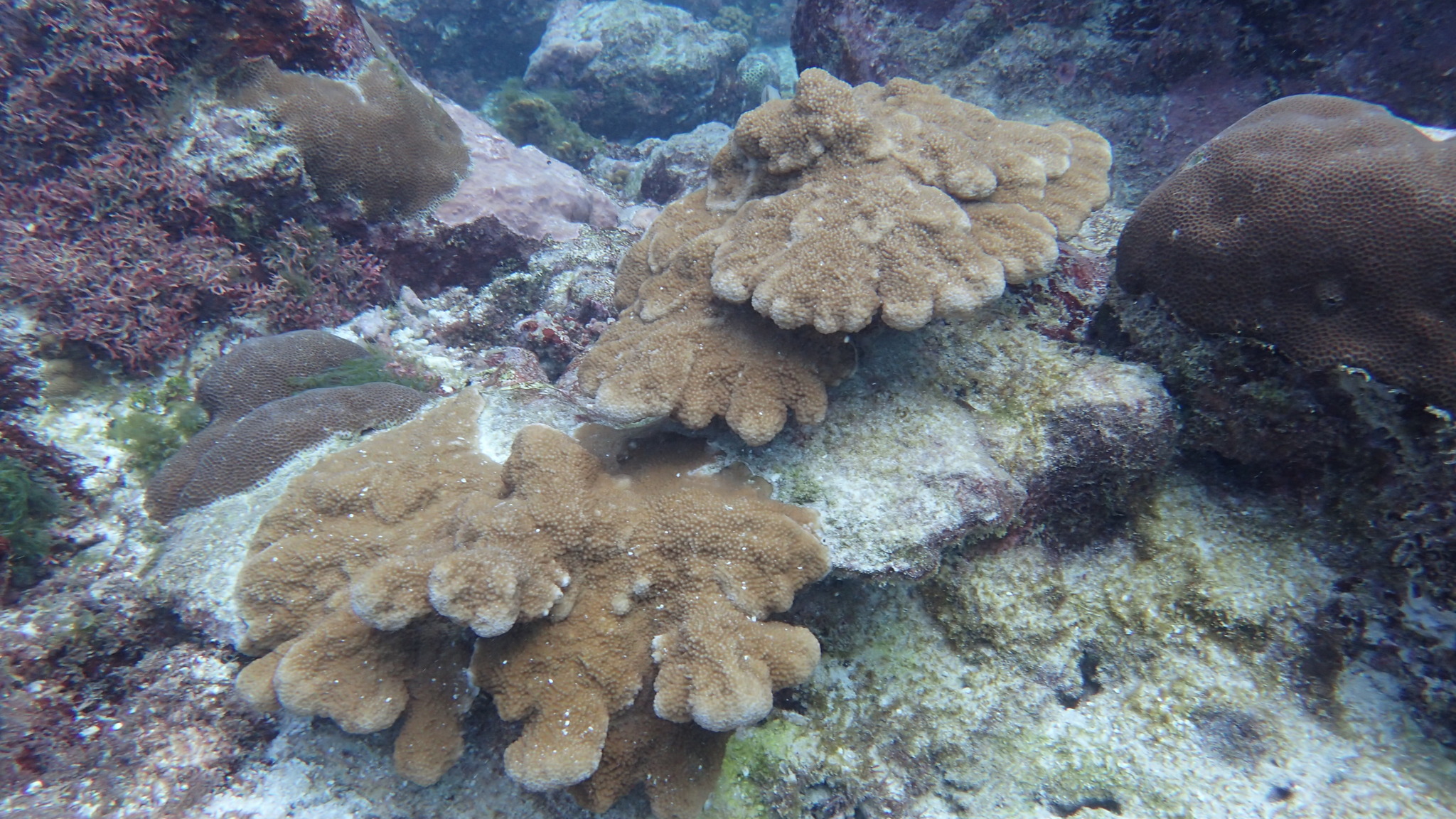 Isopora palifera (Lamarck, 1816)
