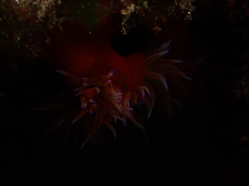 Anemonia mutabilis from Toowoon Bay NSW, Australia on January 30, 2022 ...