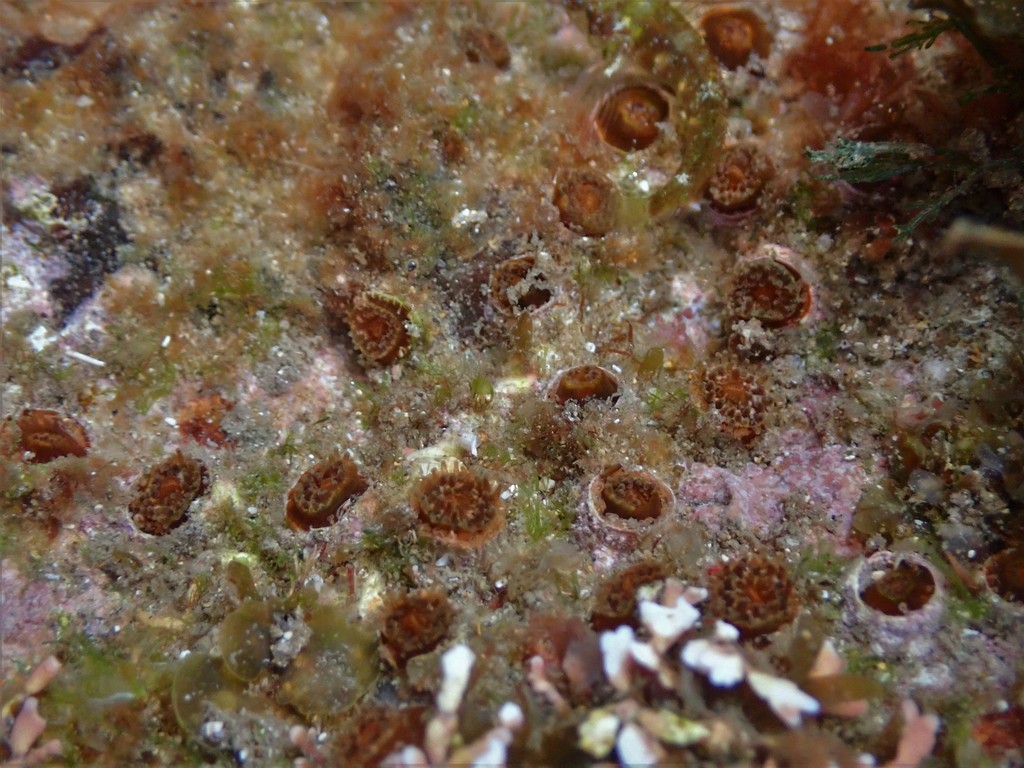 Culicia tenella from Toowoon Bay NSW, Australia on January 30, 2022 at ...