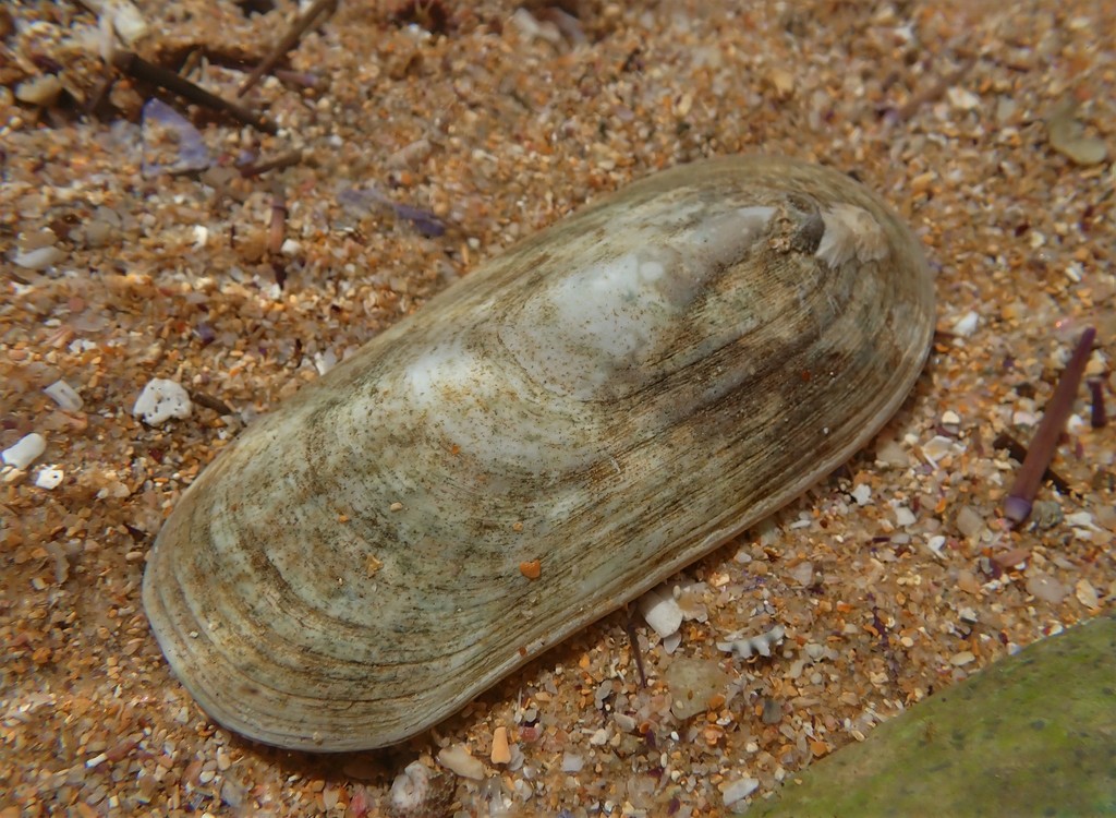Elephant Snail from Toowoon Bay NSW, Australia on January 30, 2022 at ...