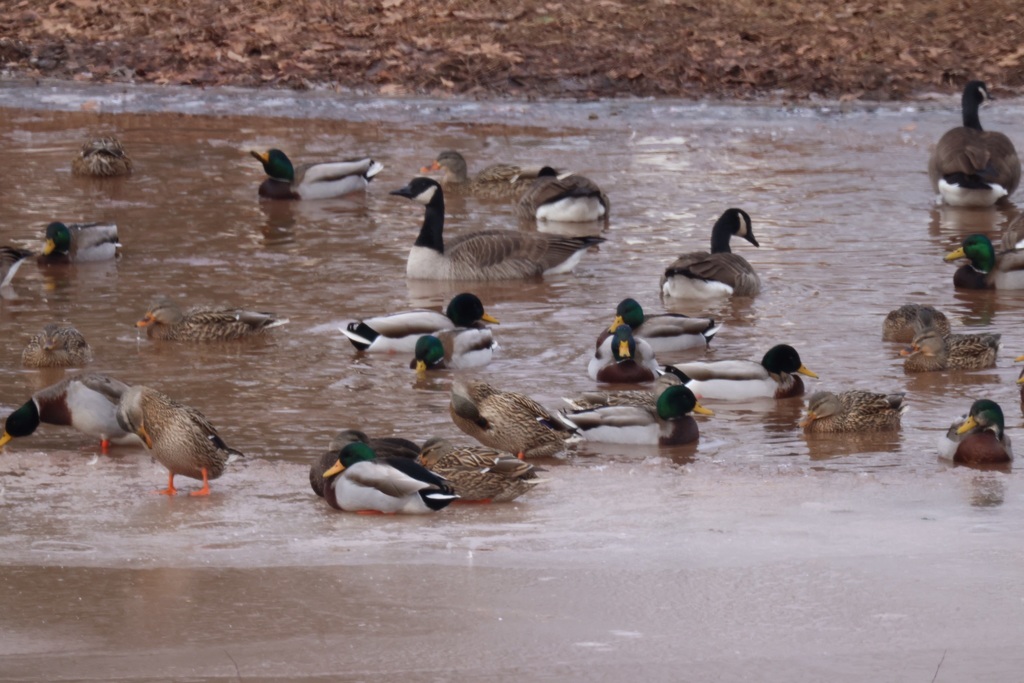 Mallard from Frederick County, MD, USA on January 30, 2022 at 12:55 PM ...