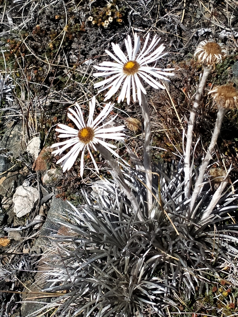 Speden's Mountain Daisy in January 2022 by John Barkla. Locally common ...