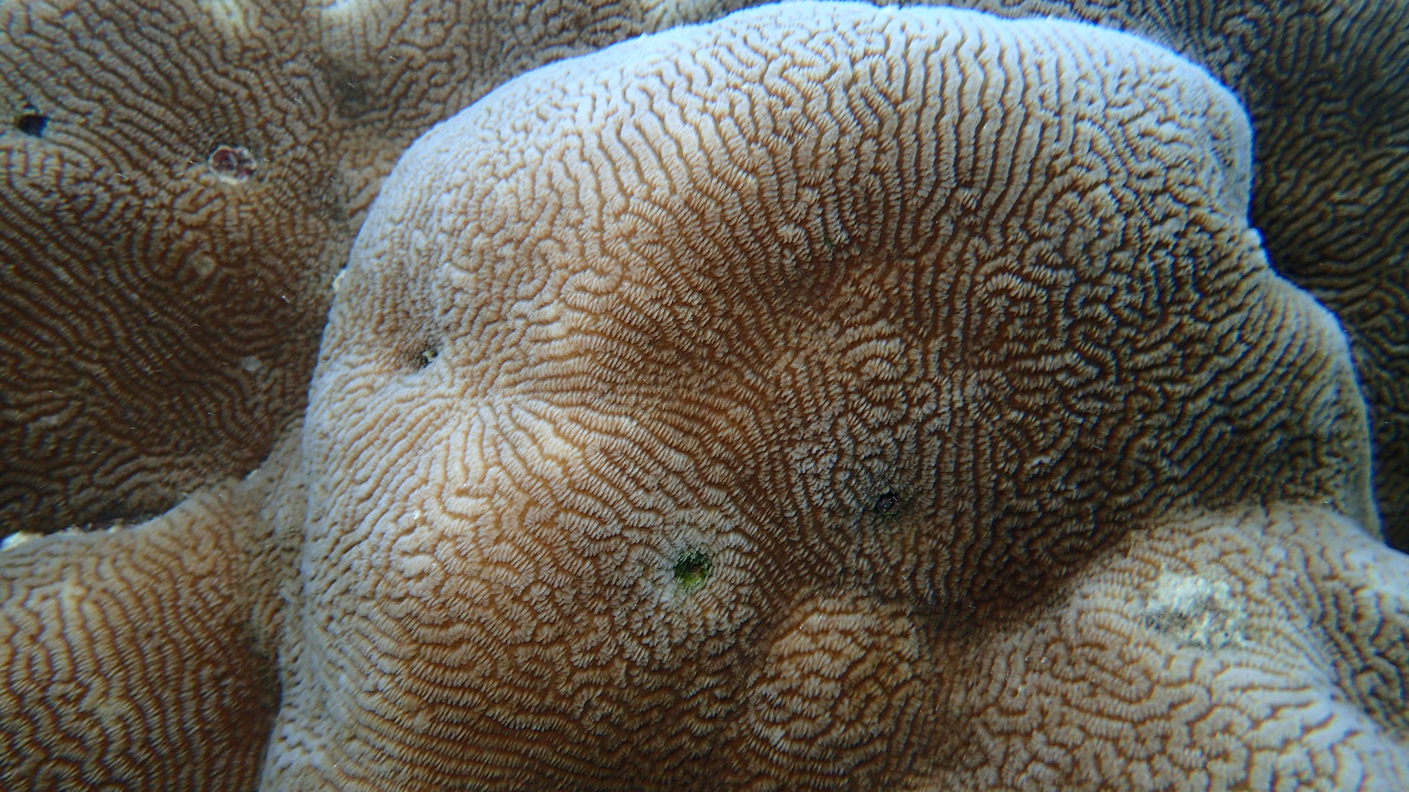 Leptoria phrygia (Ellis & Solander, 1786)