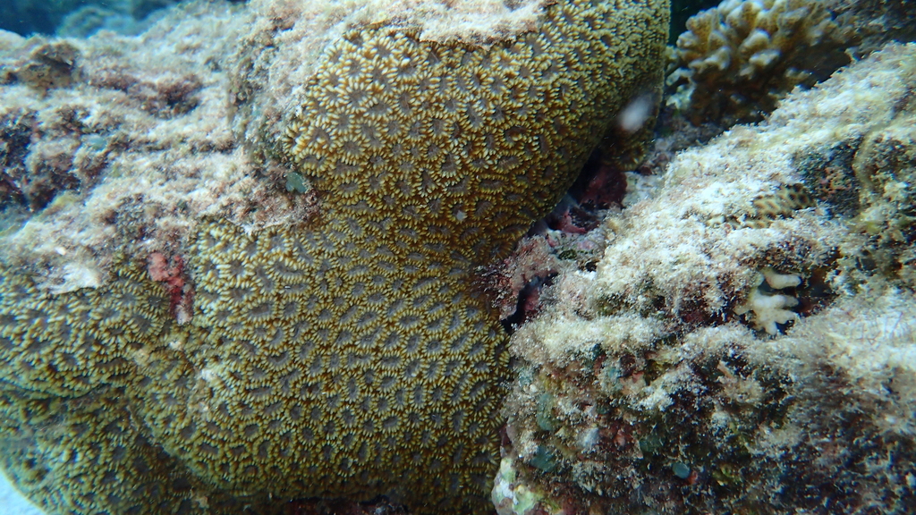 Dipsastraea from Dededo, Guam on January 30, 2022 at 08:10 AM by ...