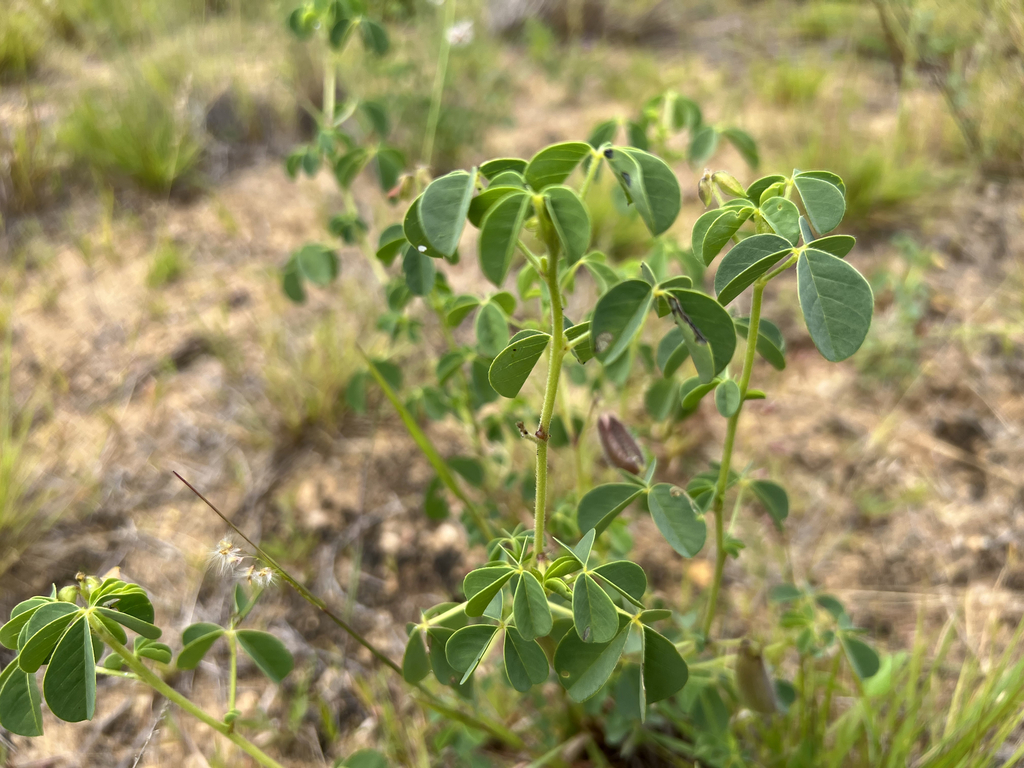 Crotalaria incana incana from Wondai, Queensland, Australia on January ...
