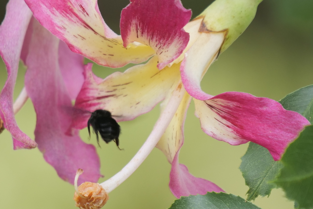Paulista Bumble Bee from San Jeronimo Nte., Santa Fe, Argentina on ...