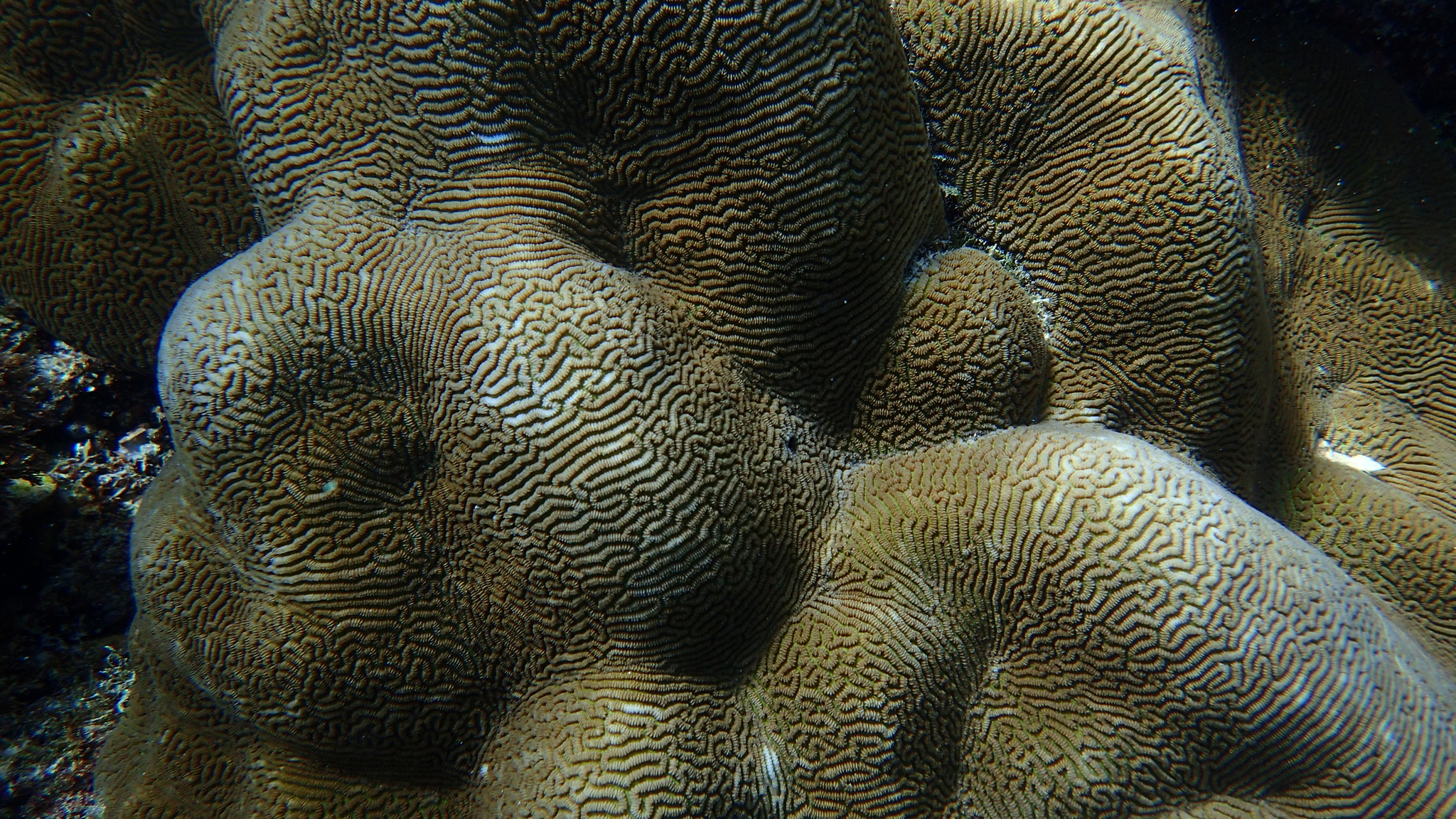 Leptoria phrygia (Ellis & Solander, 1786)